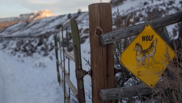 The Shepherd Is Dead—the Gates Are Open - The Catholic Esquire